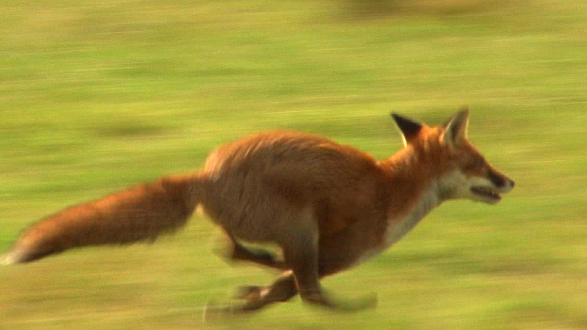 Boar and fox shooting in Britain | Fieldsports Channel