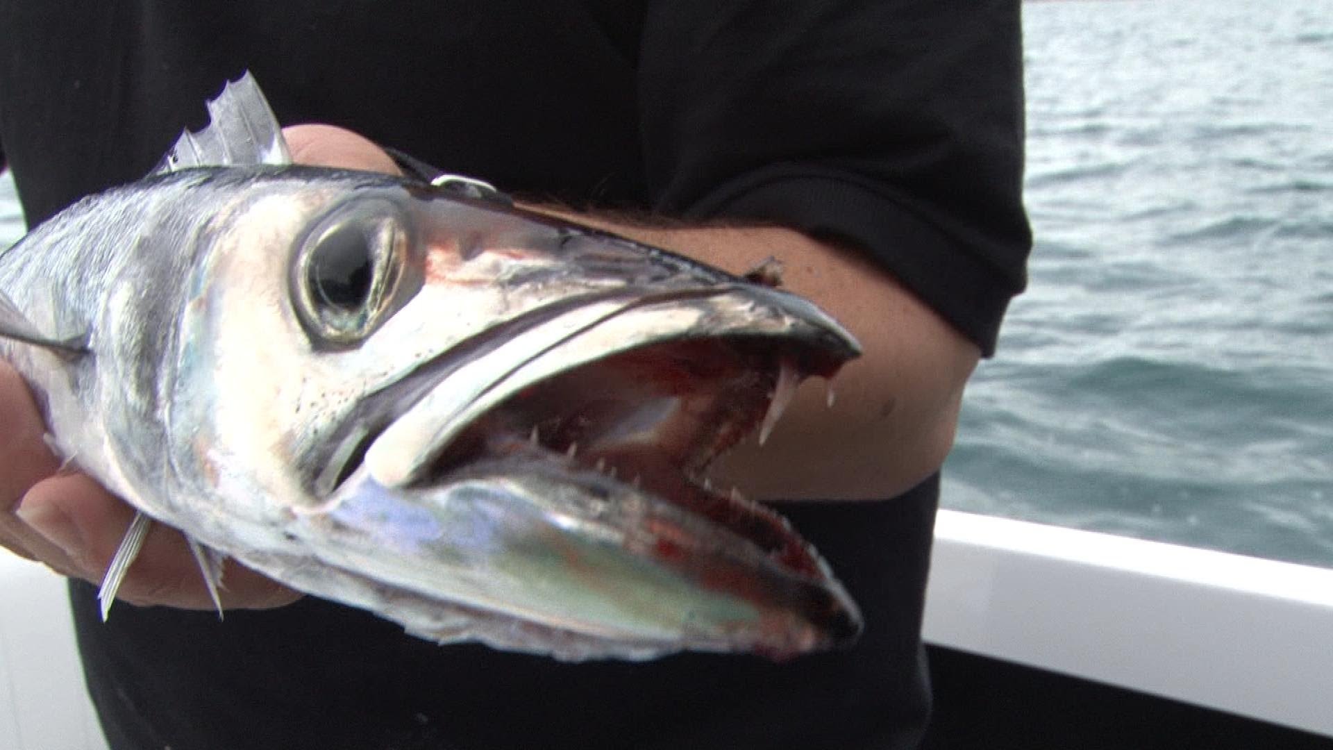 Fishing in Australia – barracuda and gummy sharks | Fieldsports Channel