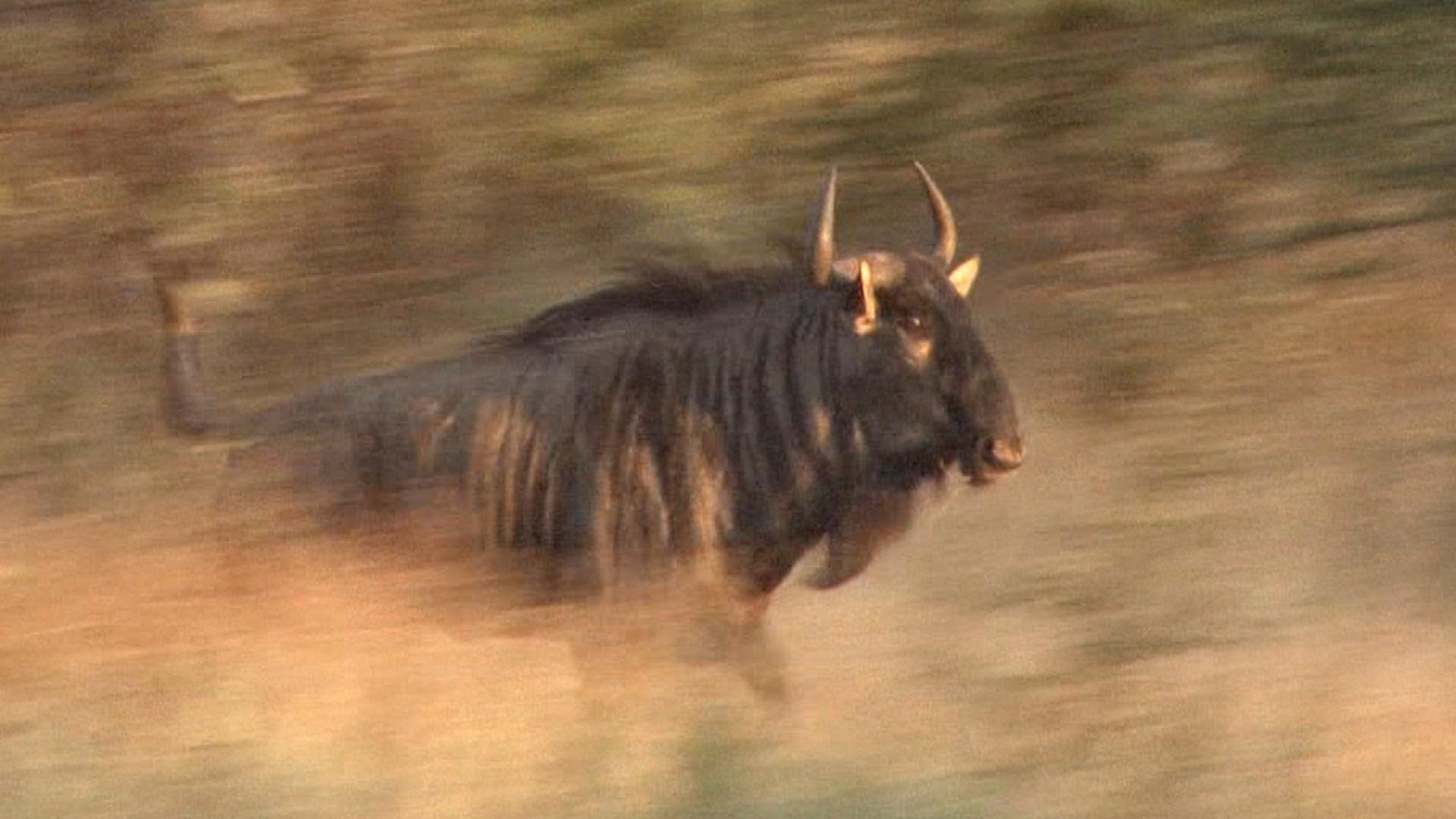 Hunting blue wildebeest | Fieldsports Channel