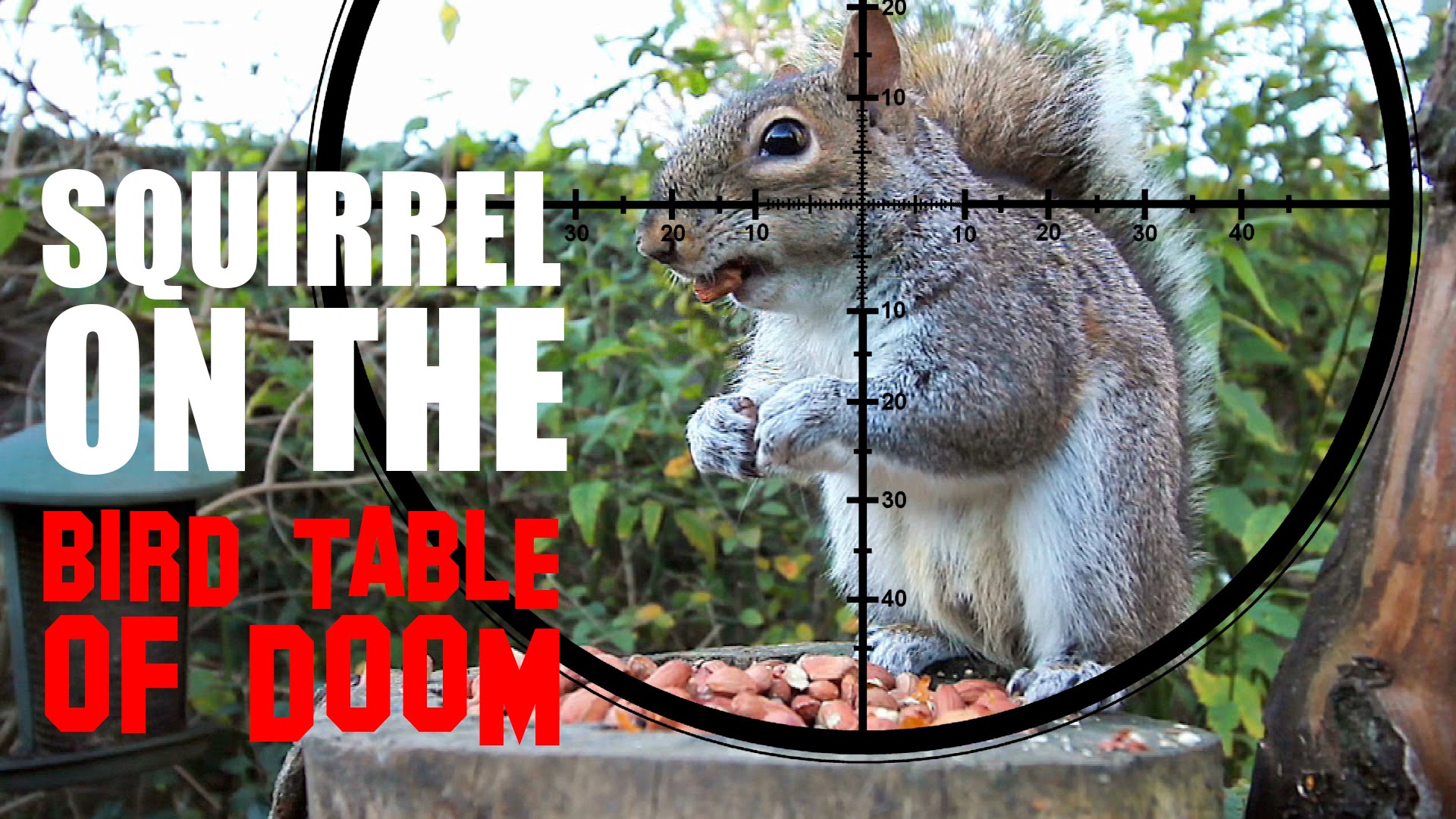 A Squirrel on the Bird Table of Doom | Fieldsports Channel