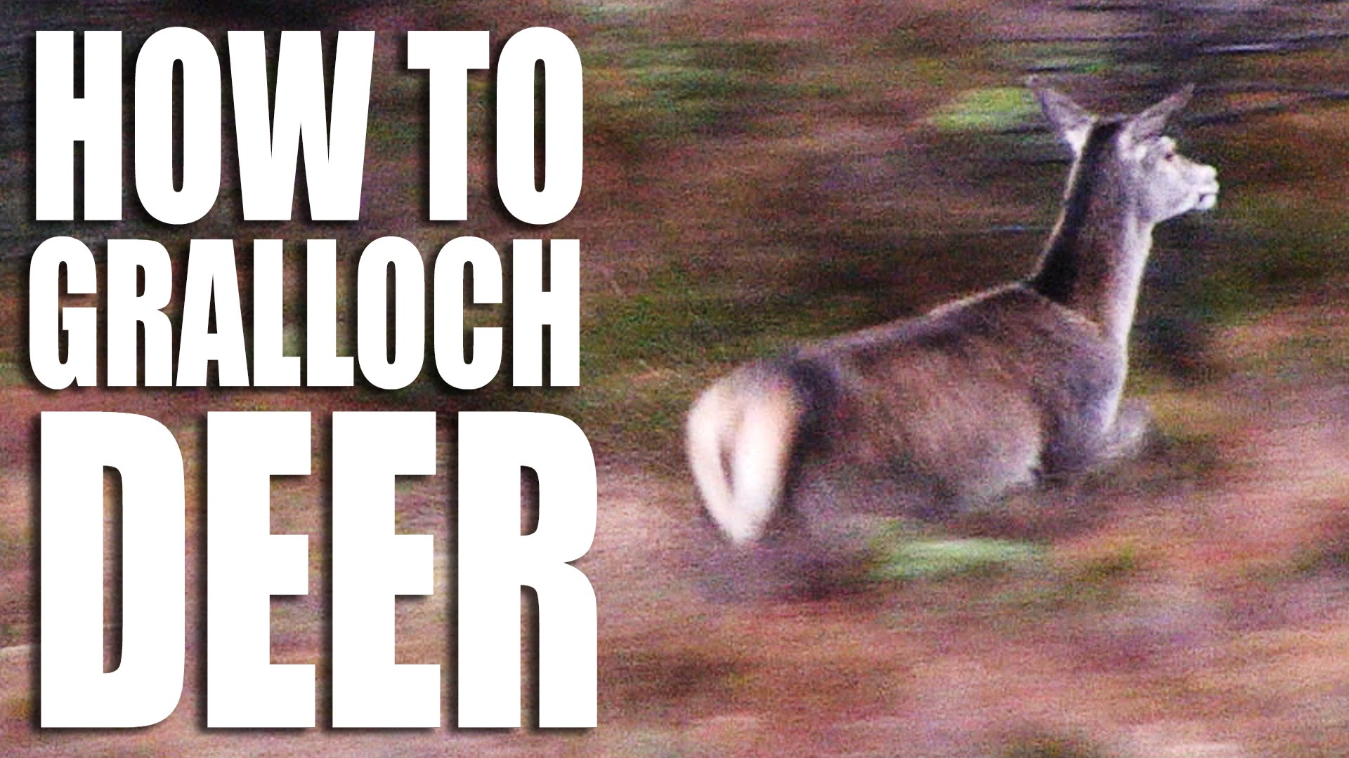 How to gralloch a deer | Fieldsports Channel