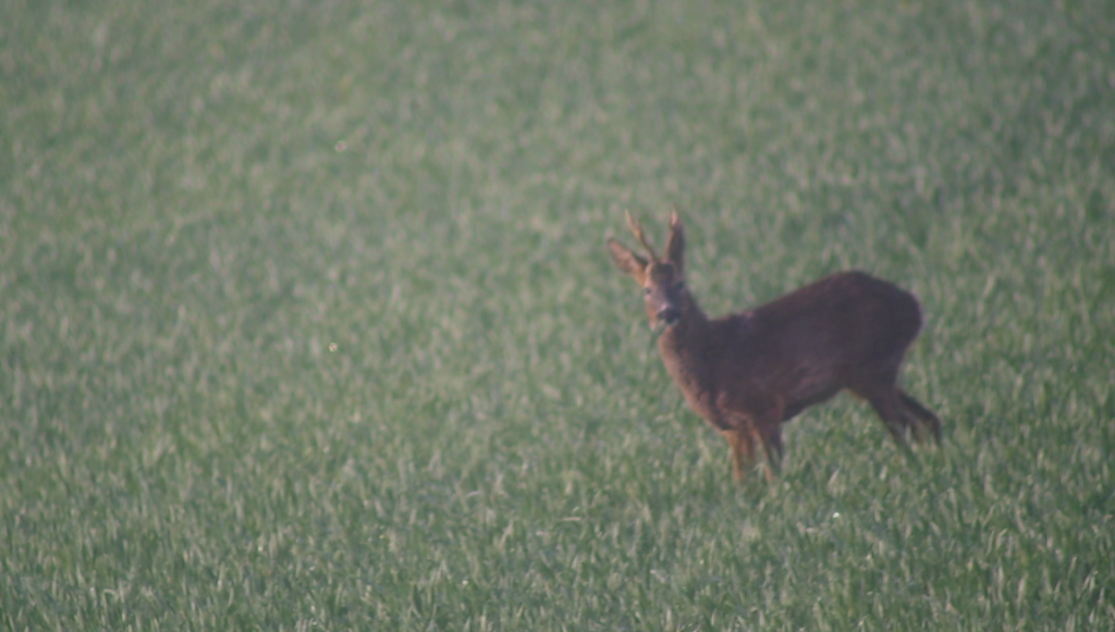 Roe stalking: how to get up close - Fieldsports Channel