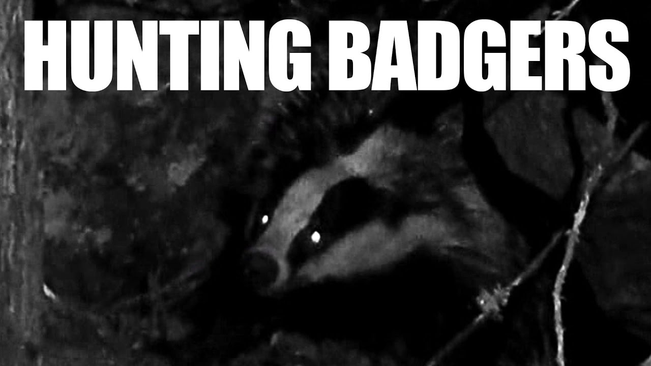 Hunting Badgers | Fieldsports Channel
