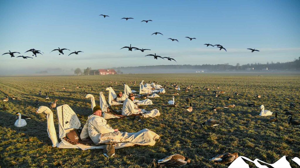 Glorious goose shooting opening day in Kent - Fieldsports Channel