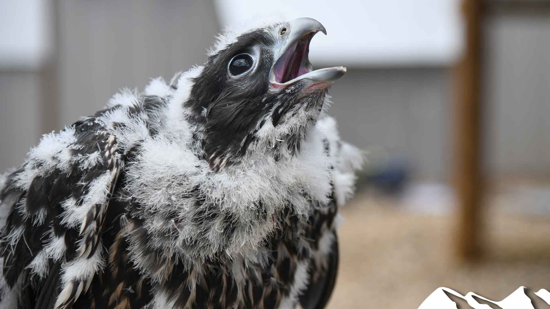 Falcon racing – what is it? - Fieldsports Channel