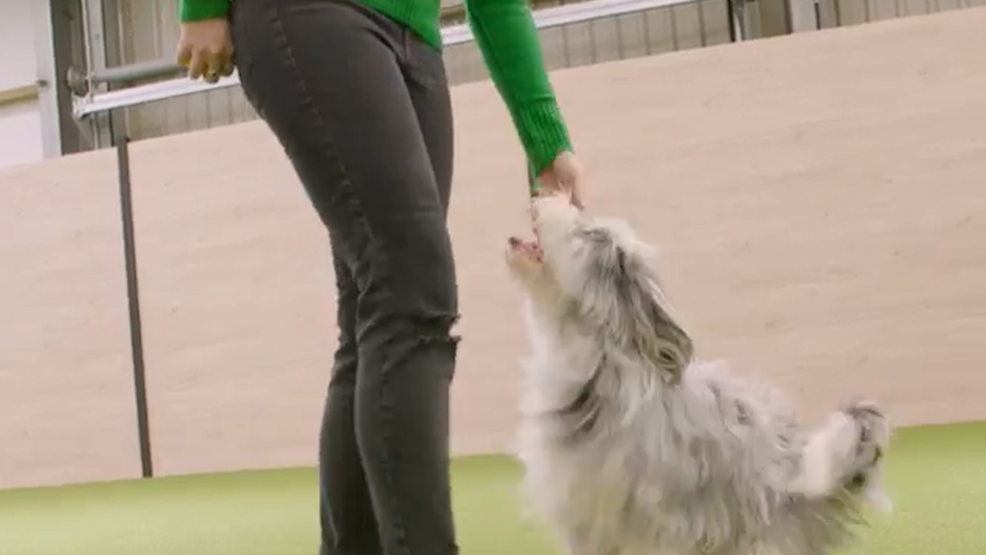 Dog trainer lams into the Kennel Club - Fieldsports Channel