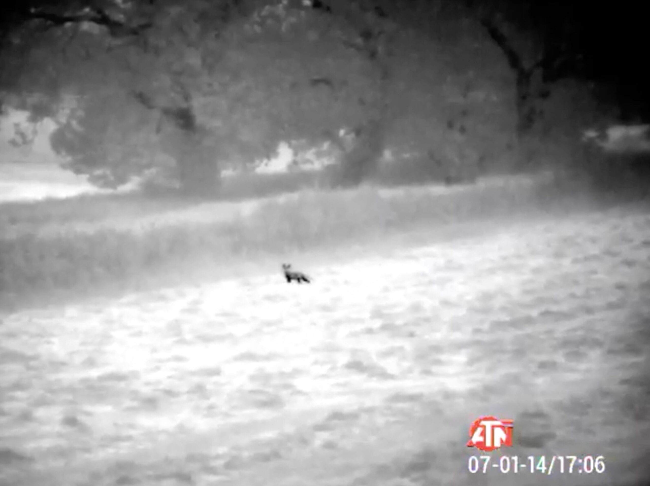 Is it time to switch to a thermal riflescope? - Fieldsports Channel