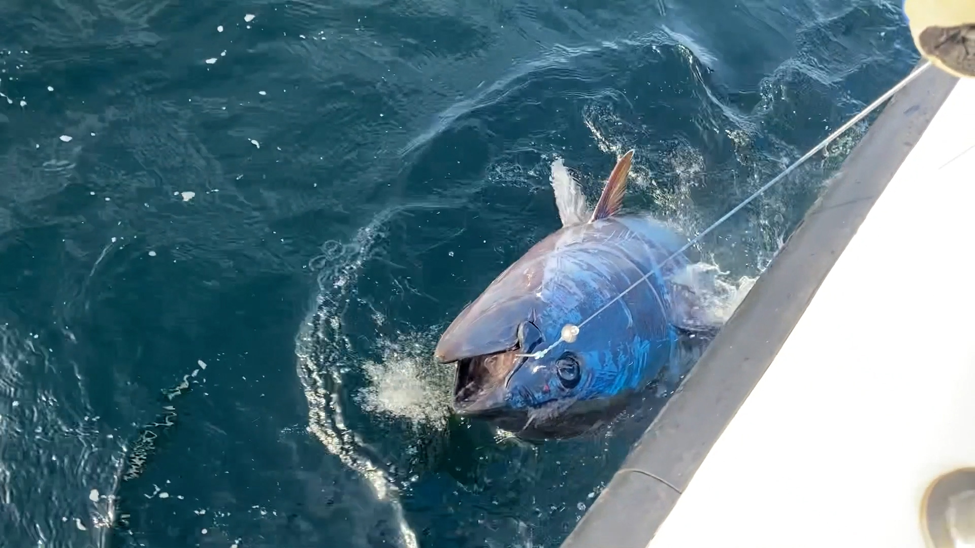 Tuna In The English Channel at Linda Redmon blog