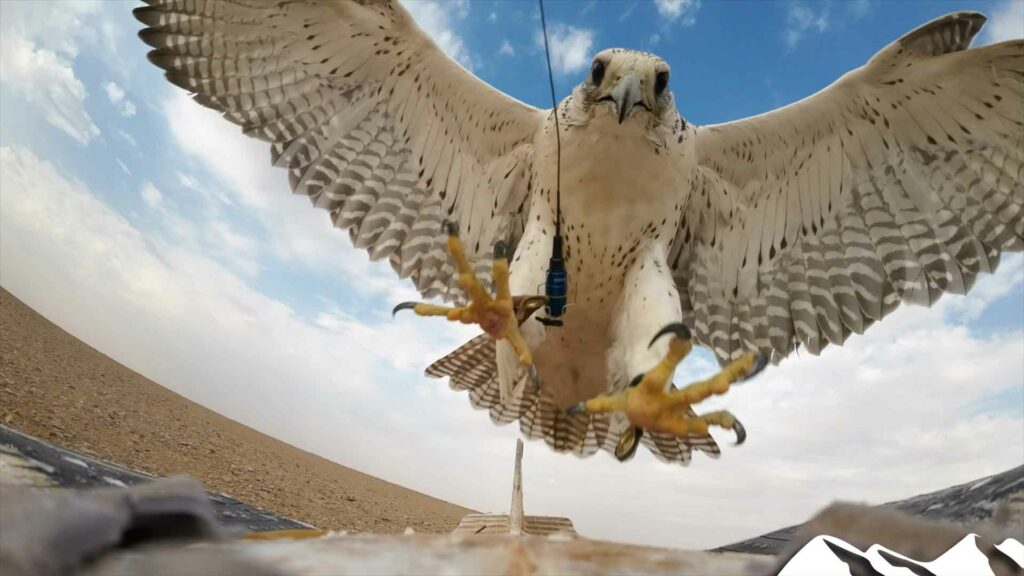 Saudi falcon racing - Fieldsports Channel