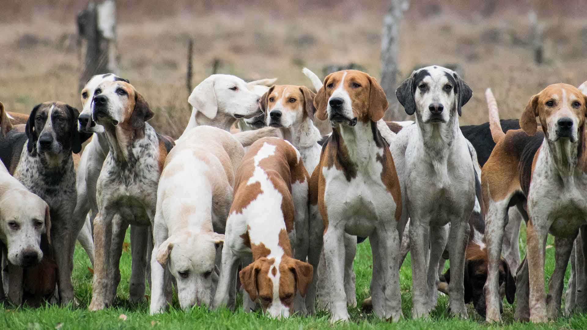 Hunting in the North of England - Fieldsports Channel