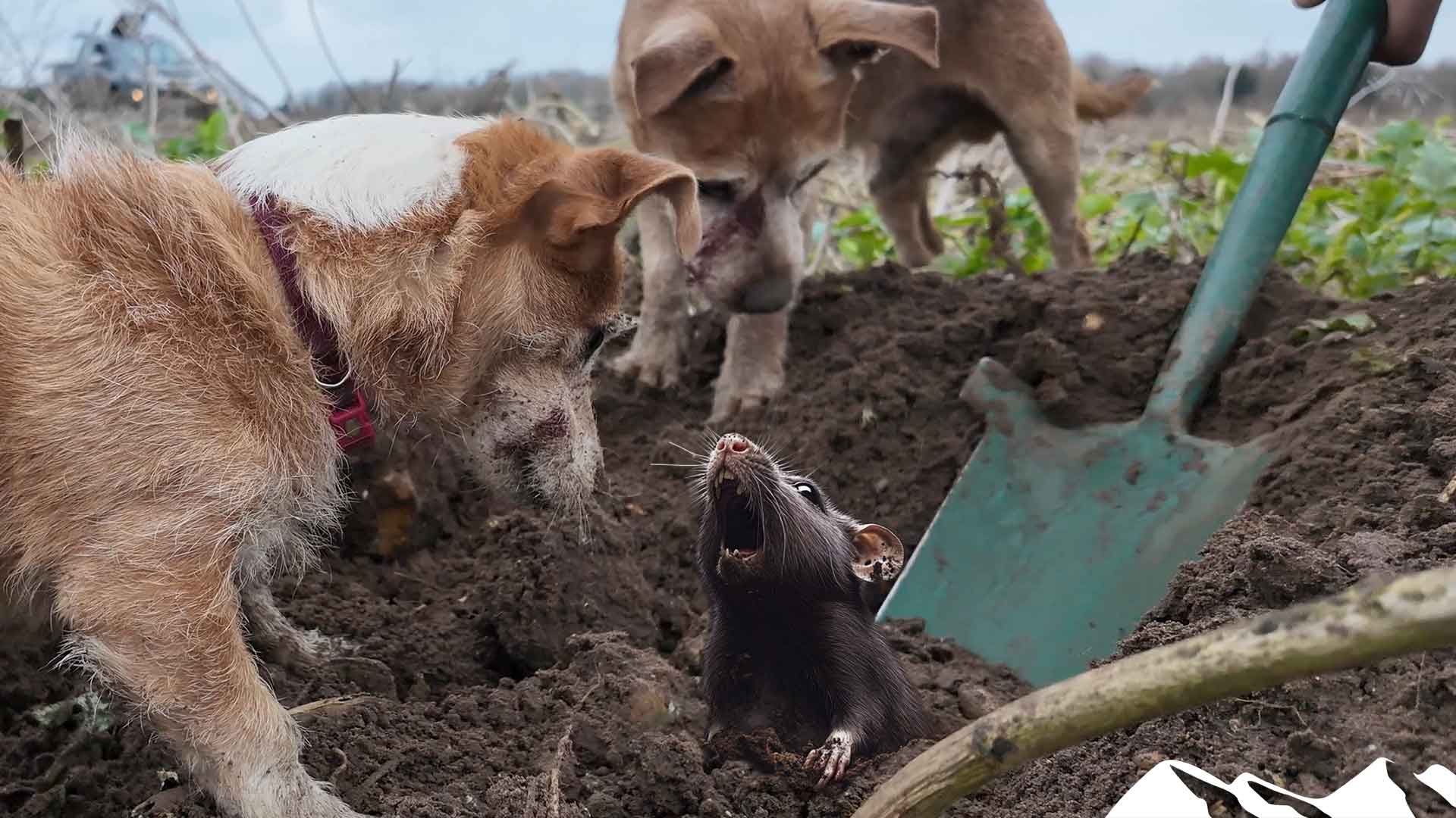 Ratting action with the Suffolk & Norfolk Rat Pack - Fieldsports Channel