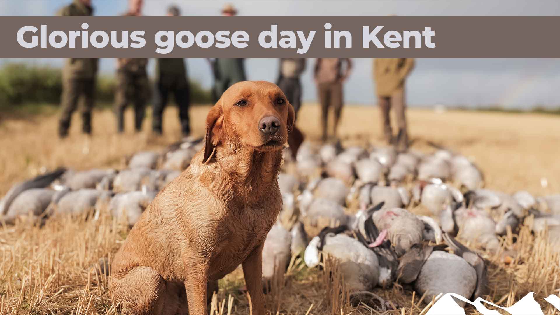 Glorious goose shooting opening day in Kent - Fieldsports Channel