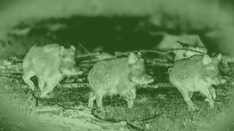 Hog hunting in the USA - Fieldsports Channel